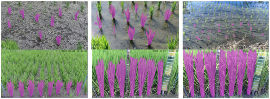 Agriculture | Free Full-Text | Rice Growth Stage Classification via RF ...