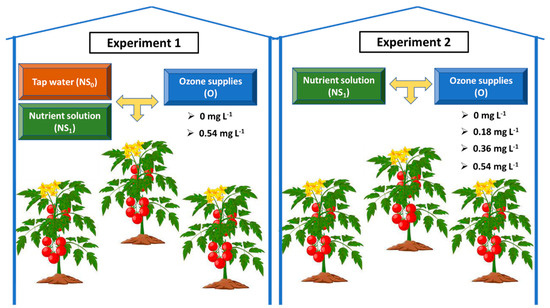 Physiological and Nutritional Responses to Ozone Application in Tomato ...