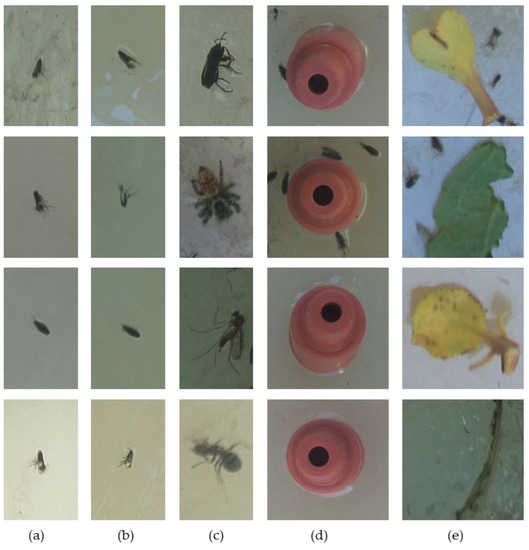 Monitoring System for Leucoptera malifoliella (O. Costa, 1836) and Its ...