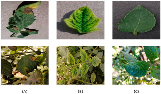 Smart Detection of Tomato Leaf Diseases Using Transfer Learning-Based ...