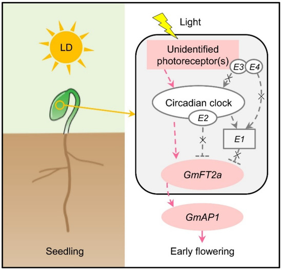 Responses of Soybean to Selected Abiotic Stresses—Photoperiod ...