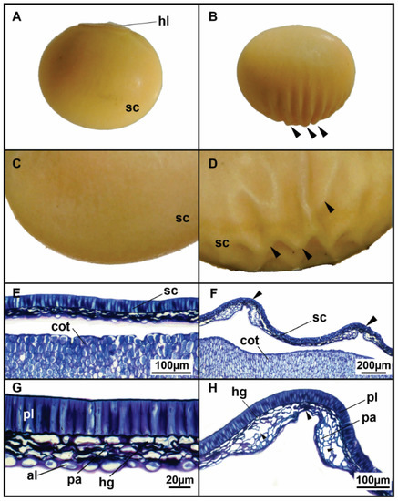 Responses of Soybean to Selected Abiotic Stresses—Photoperiod ...