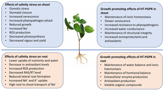 Role of Halotolerant Plant Growth-Promoting Rhizobacteria in Mitigating Salinity Stress: Recent ...