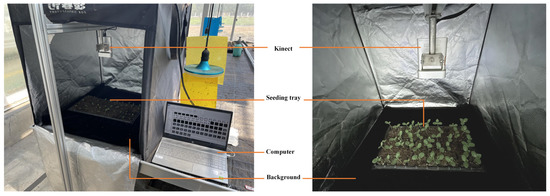 Early Identification and Localization Algorithm for Weak Seedlings ...