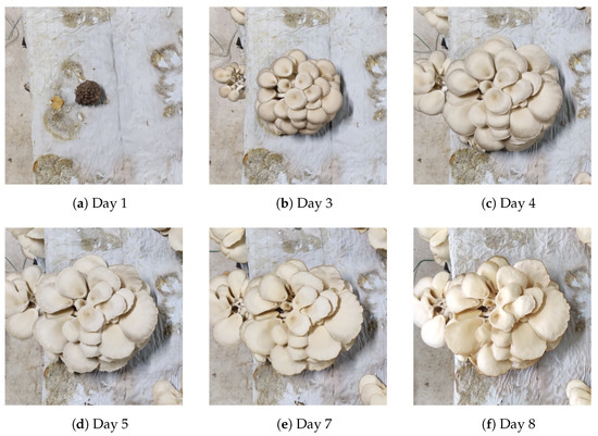 Monitoring Mushroom Growth with Machine Learning