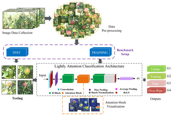 Attention-Based Fine-Grained Lightweight Architecture for Fuji Apple Maturity Classification in ...