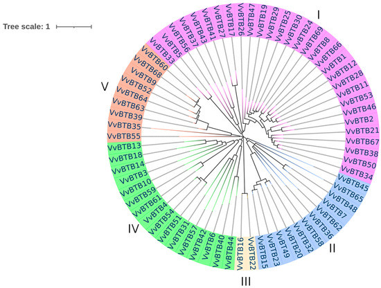 Agriculture | Free Full-Text | Genome-Wide Identification of BTB Domain-Containing Gene Family ...