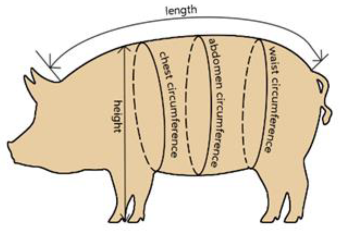 Agriculture | Free Full-Text | Live Pig-Weight Learning and Prediction ...