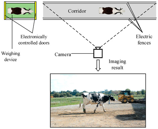 Agriculture | Free Full-Text | A Cascaded Individual Cow Identification Method Based on DeepOtsu ...