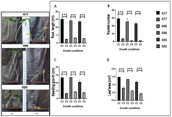 Cold Tolerance Mechanisms in Mungbean (Vigna radiata L.) Genotypes ...