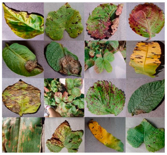 Automation of Crop Disease Detection through Conventional Machine ...