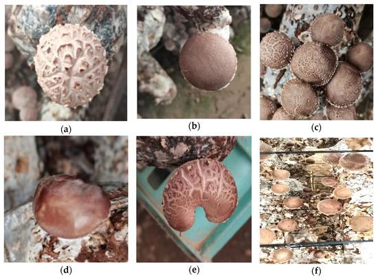 MYOLO: A Lightweight Fresh Shiitake Mushroom Detection Model Based on ...