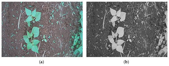 Low-Cost Robot for Agricultural Image Data Acquisition