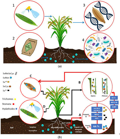 Selenium Biofortification: Strategies, Progress and Challenges
