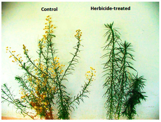 Genetic Variations among Fleabane (Conyza bonariensis (L.) Cronquist ...