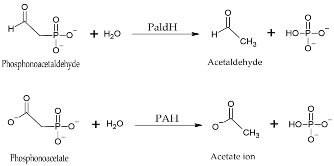 Phosphorus-Solubilizing Microorganisms: A Key to Sustainable Agriculture