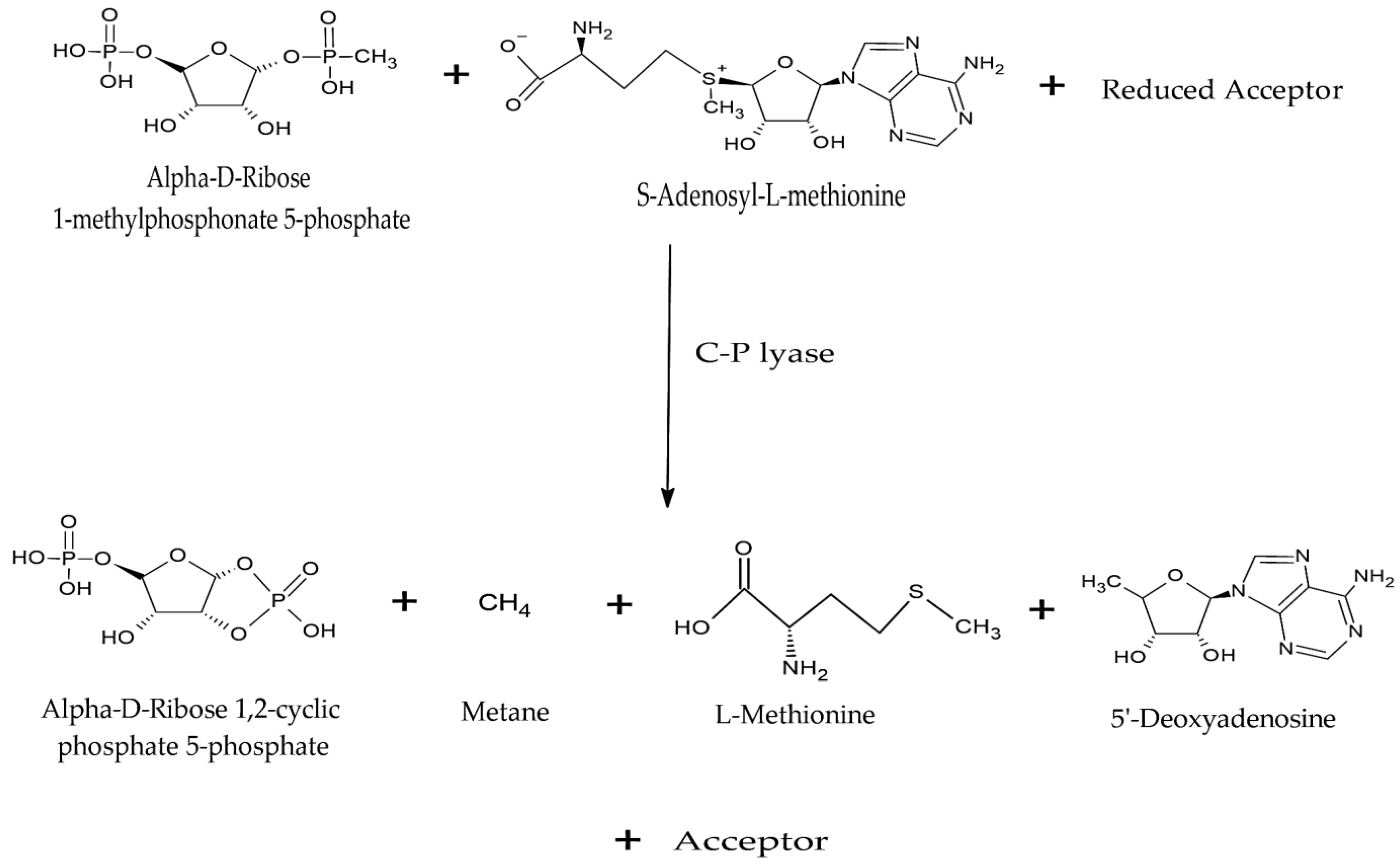 Phosphorus-Solubilizing Microorganisms: A Key to Sustainable Agriculture