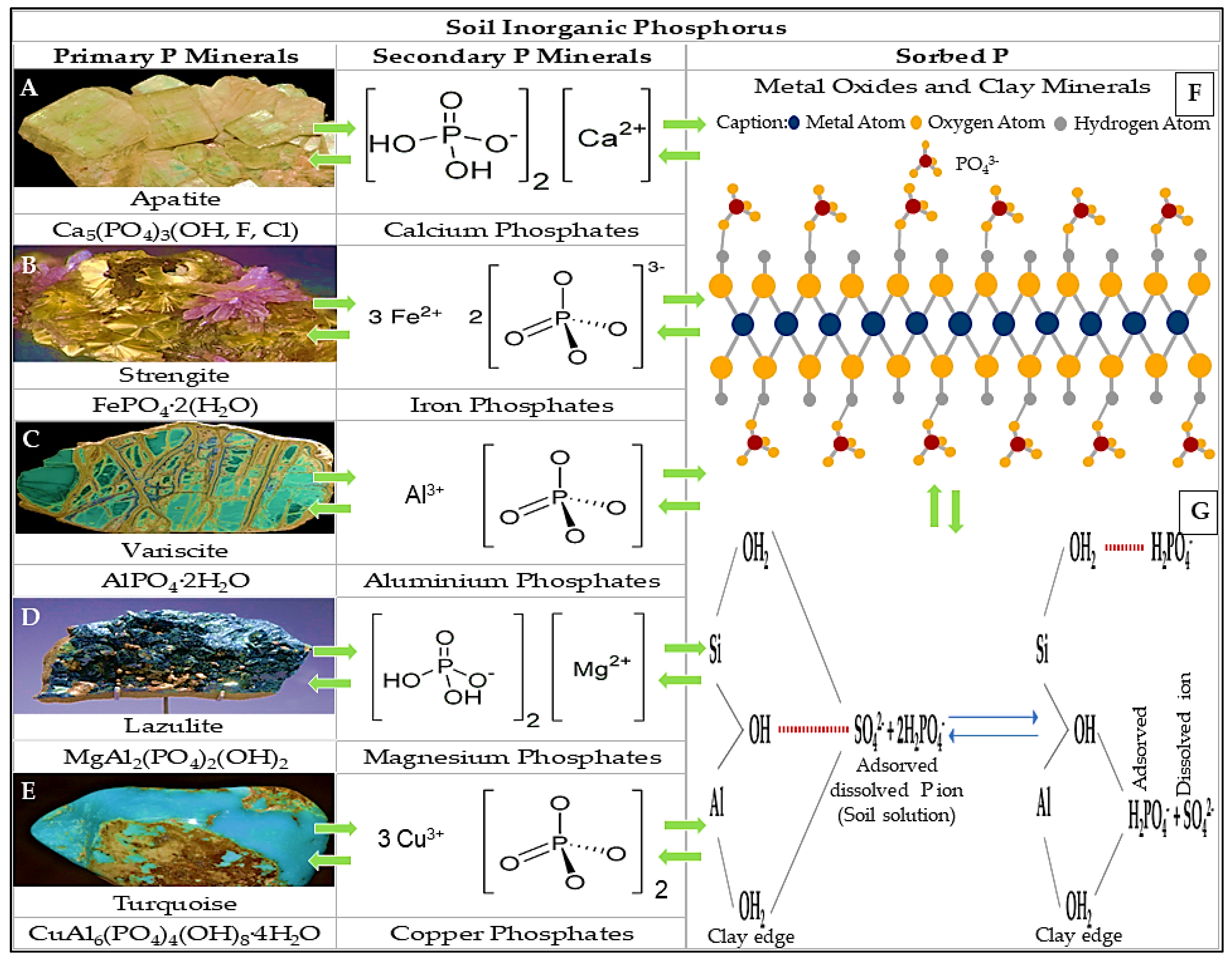 Phosphorus-Solubilizing Microorganisms: A Key to Sustainable Agriculture