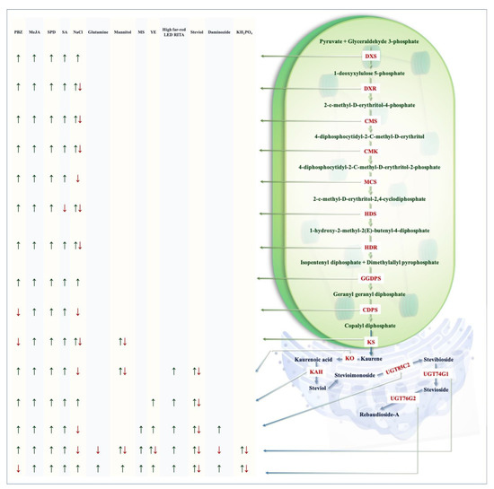 Exploring Plant Tissue Culture and Steviol Glycosides Production in ...