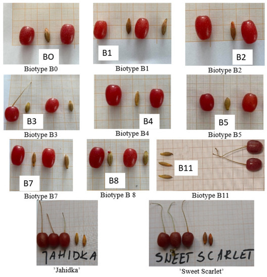 Variation in Fruit and Seed Morphology of Selected Biotypes and ...