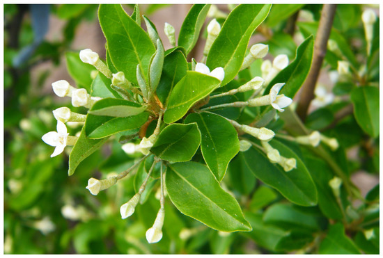 Variation in Fruit and Seed Morphology of Selected Biotypes and ...