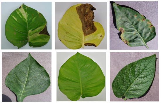 Real-Time Plant Health Detection Using Deep Convolutional Neural Networks