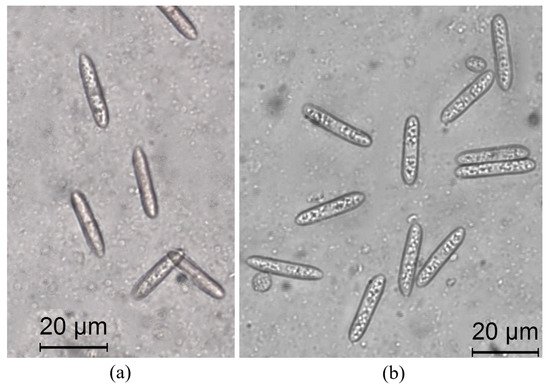 Colletotrichum Species on Cultivated Solanaceae Crops in Russia