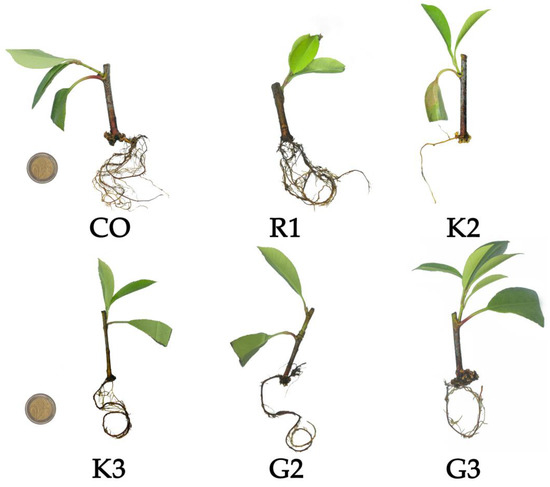 Different Responses to Adventitious Rhizogenesis under Indole-3-Butyric ...