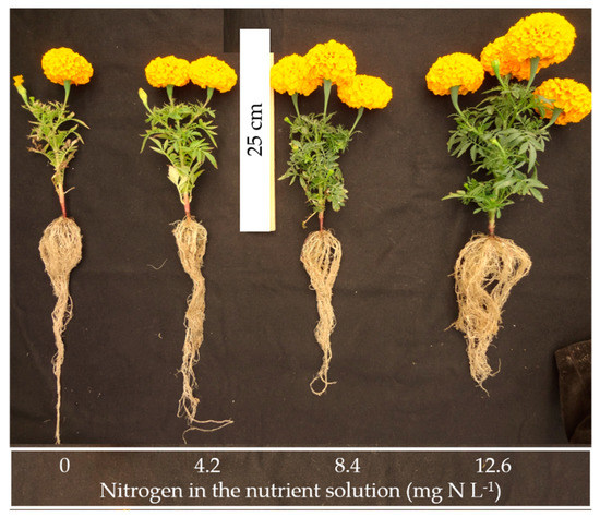 Nitrogen Nutrition Differentially Affects Concentrations of ...