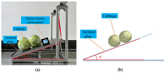 Parameter Calibration of Cabbages (Brassica oleracea L.) Based on the ...