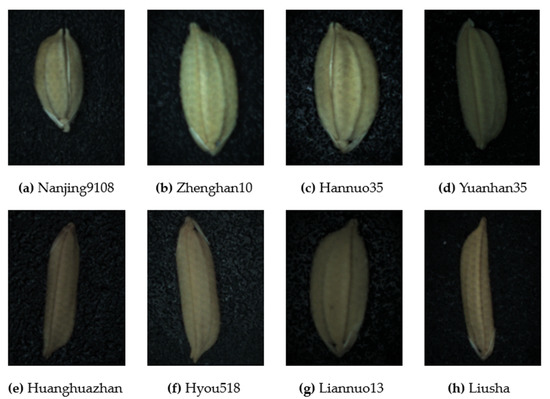 Multi-Modal Late Fusion Rice Seed Variety Classification Based on an ...