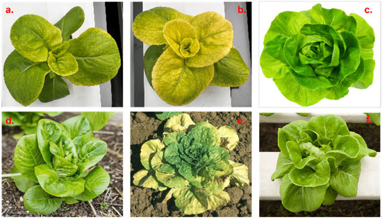 Automated Visual Identification of Foliage Chlorosis in Lettuce Grown ...