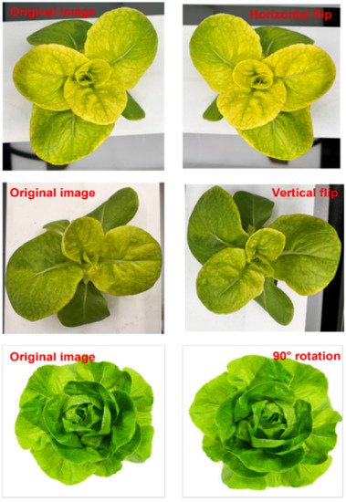Automated Visual Identification of Foliage Chlorosis in Lettuce Grown ...