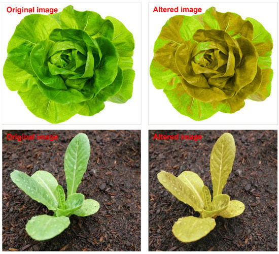 Automated Visual Identification of Foliage Chlorosis in Lettuce Grown ...