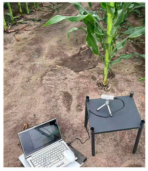 Maize Stem Contour Extraction and Diameter Measurement Based on ...