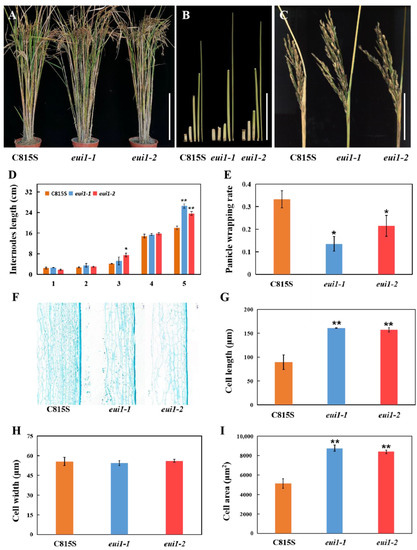 Base Editing of EUI1 Improves the Elongation of the Uppermost Internode ...