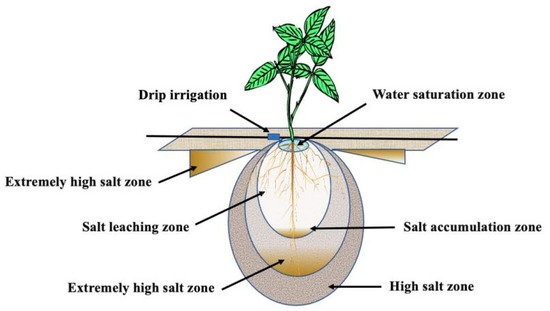 Progress of Euhalophyte Adaptation to Arid Areas to Remediate Salinized ...