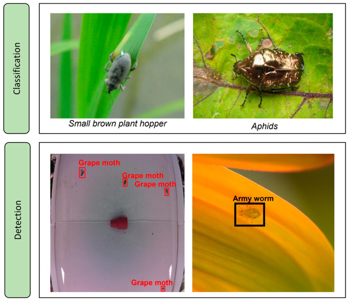 Agriculture Free Full Text A Systematic Review On Automatic Insect Detection Using Deep Learning