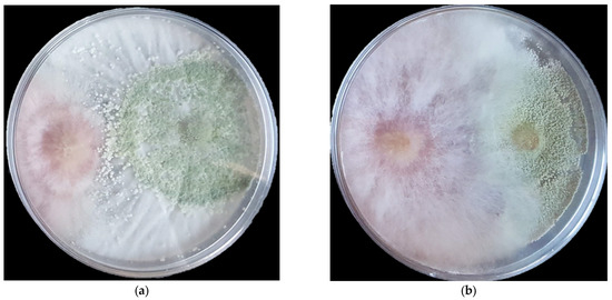 Native Trichoderma Isolates from Soil and Rootstock to Fusarium spp ...