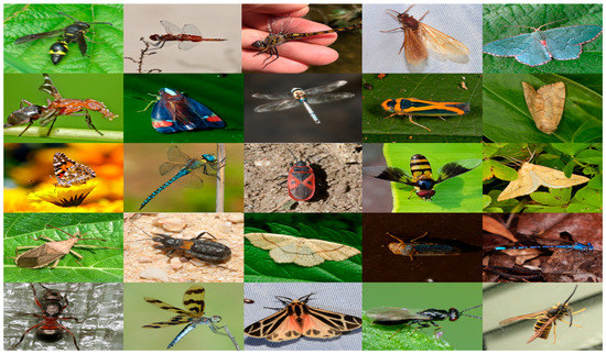 Yolo Based Light Weight Deep Learning Models For Insect Detection System With Field Adaption