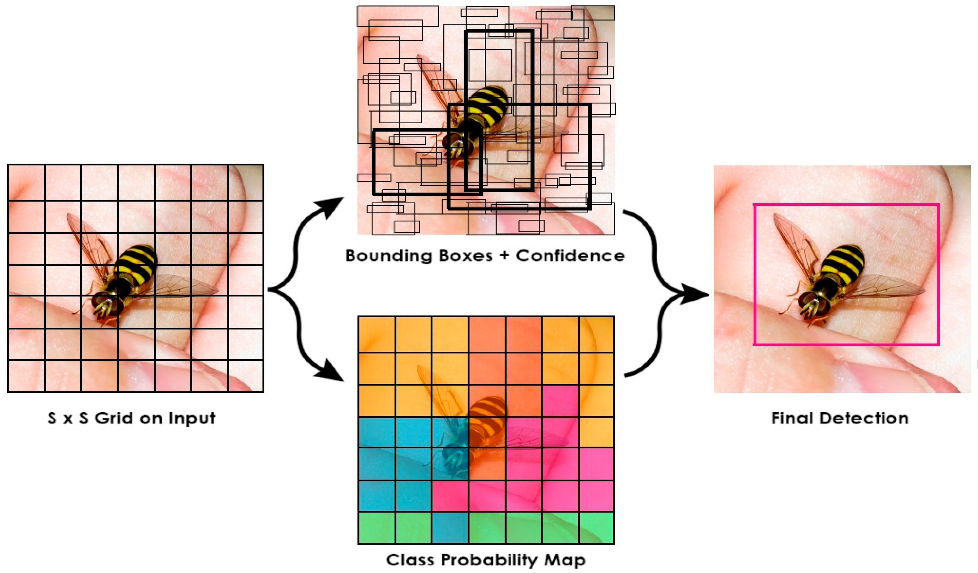 Agriculture Free Full Text Yolo Based Light Weight Deep Learning