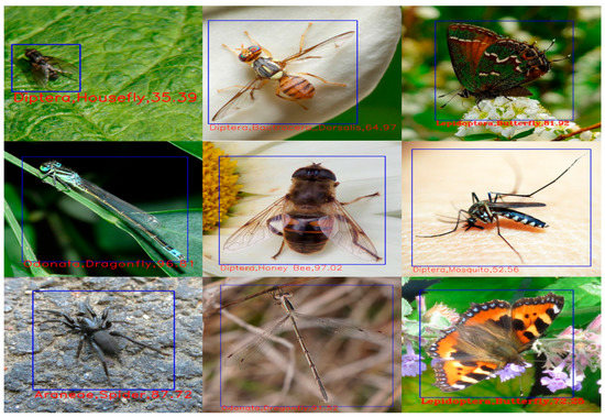 Agriculture | Free Full-Text | YOLO-Based Light-Weight Deep Learning Models for Insect Detection ...