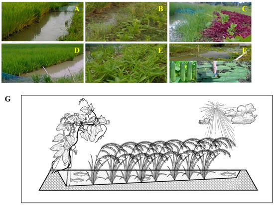 Integration of Vegetables and Fish with Rice in Rain-Fed Farmland ...