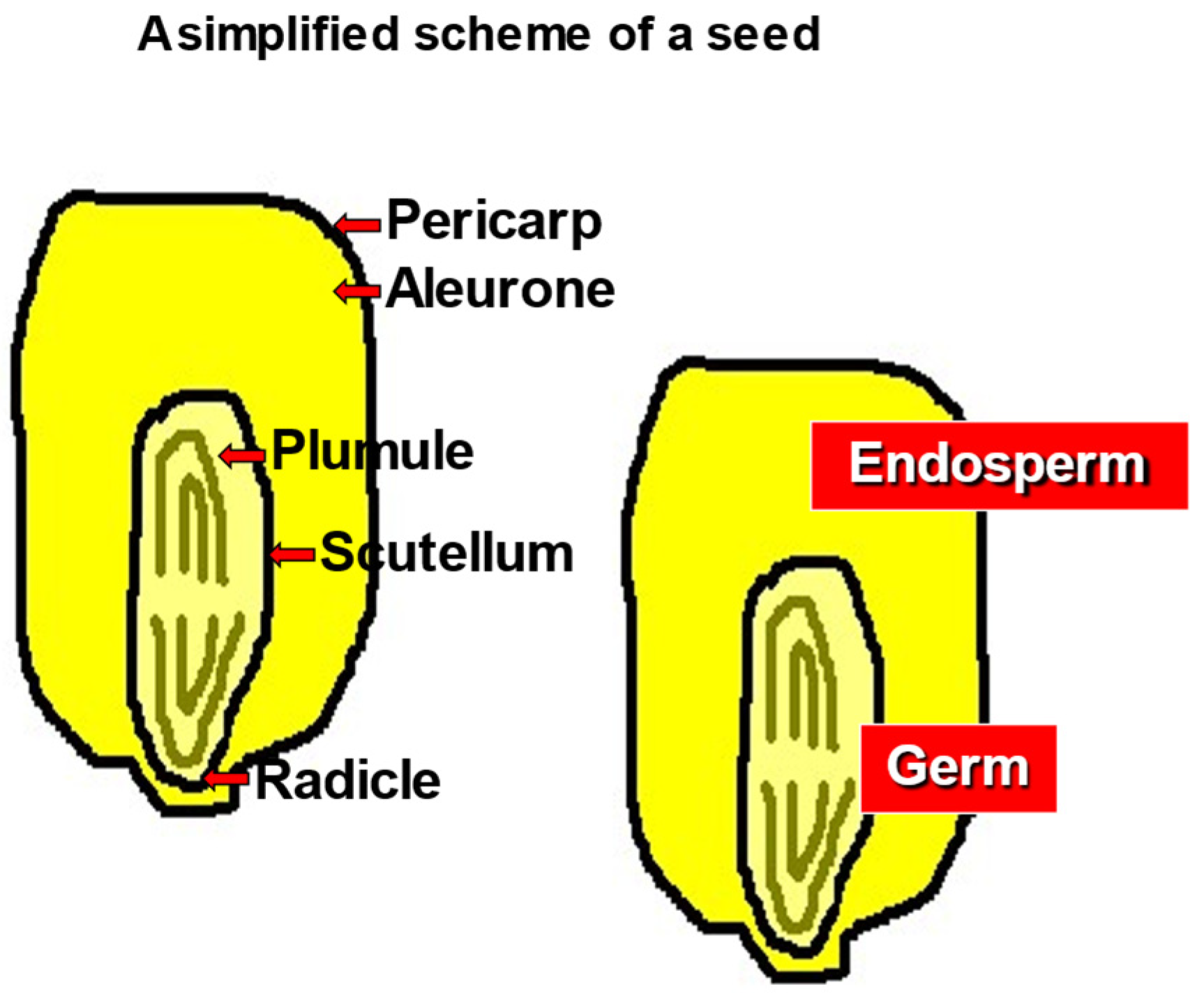 Agronomic Impacts on the Performance of Field Crop Seed (Introduction)