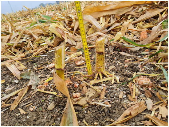 Single-Pass Grain Corn Harvest and Stubble Shredding: Performance of ...