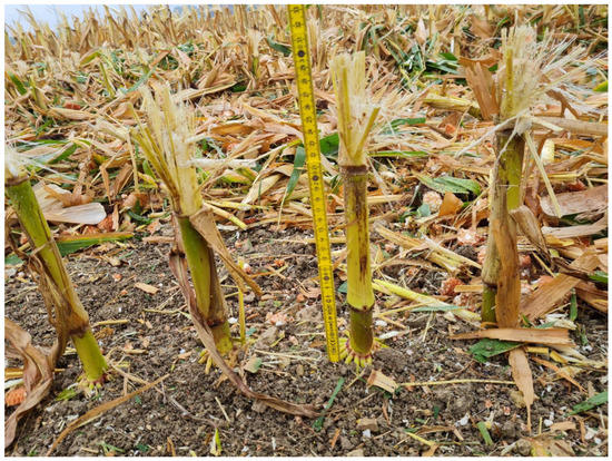 Agriculture | Free Full-Text | Single-Pass Grain Corn Harvest and Stubble Shredding: Performance ...