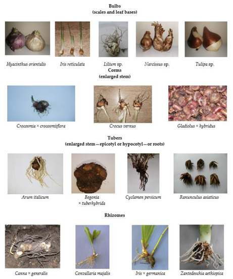 Plant Growth Regulators for the Cultivation and Vase Life of Geophyte ...