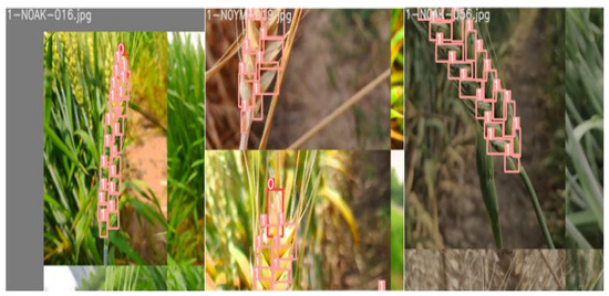 YOLOv5s-T: A Lightweight Small Object Detection Method for Wheat Spikelet Counting