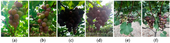 An Improved Mask RCNN Model for Segmentation of ‘Kyoho’ (Vitis ...