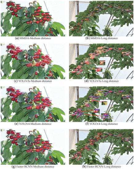 Ssmda Self Supervised Cherry Maturity Detection Algorithm Based On Multi Feature Contrastive